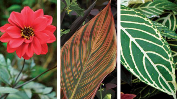 Design a Border With Strong Plant Shapes - FineGardening