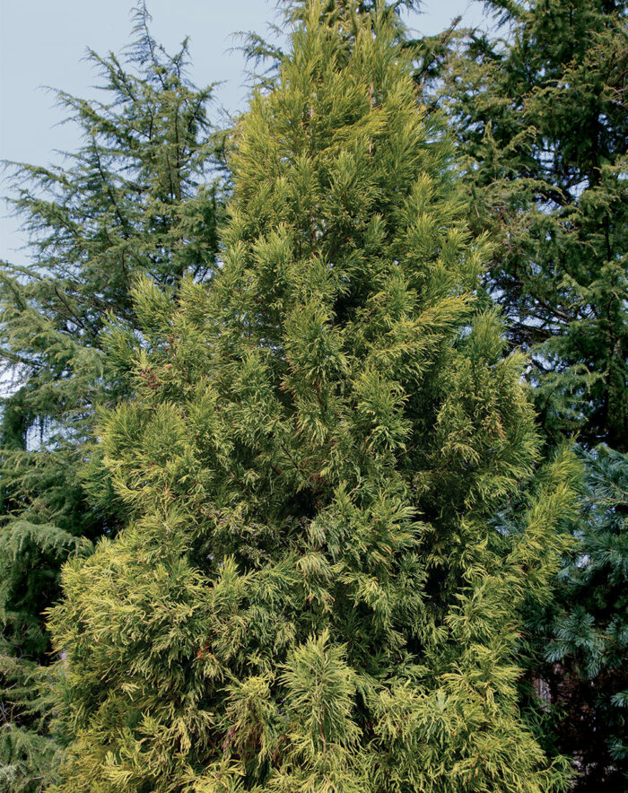 Fast-Growing Trees for Impatient Gardeners - Fine Gardening