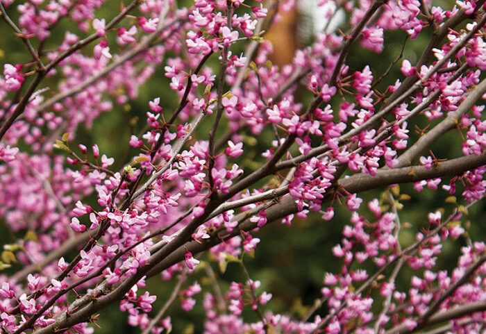 Fast-Growing Trees for Impatient Gardeners - Fine Gardening