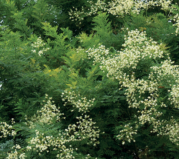 Fast-Growing Trees for Impatient Gardeners - Fine Gardening