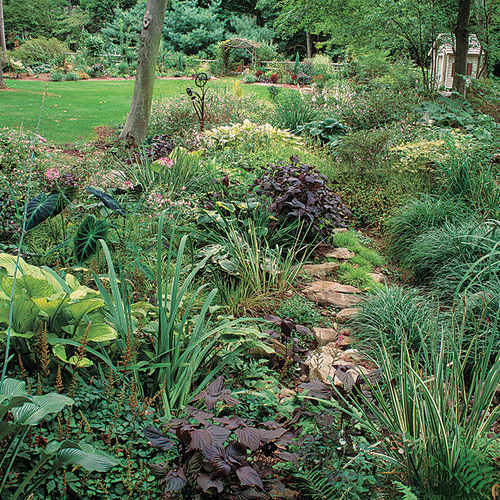 What To Plant In A Shady Wet Area at James Browning blog