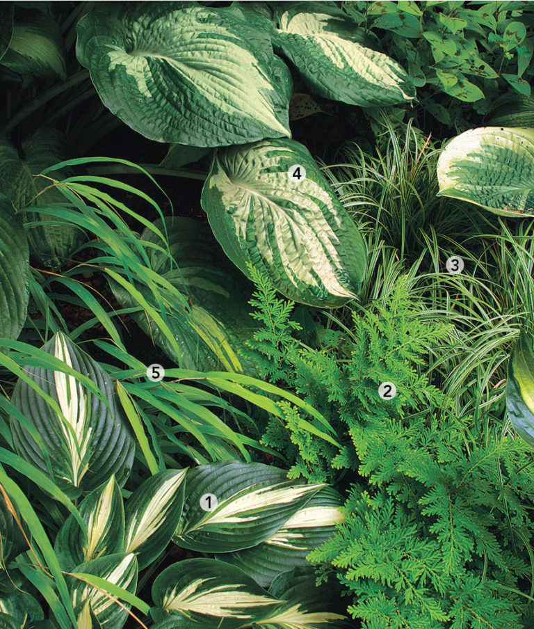 10 Combinations for Shade - Fine Gardening