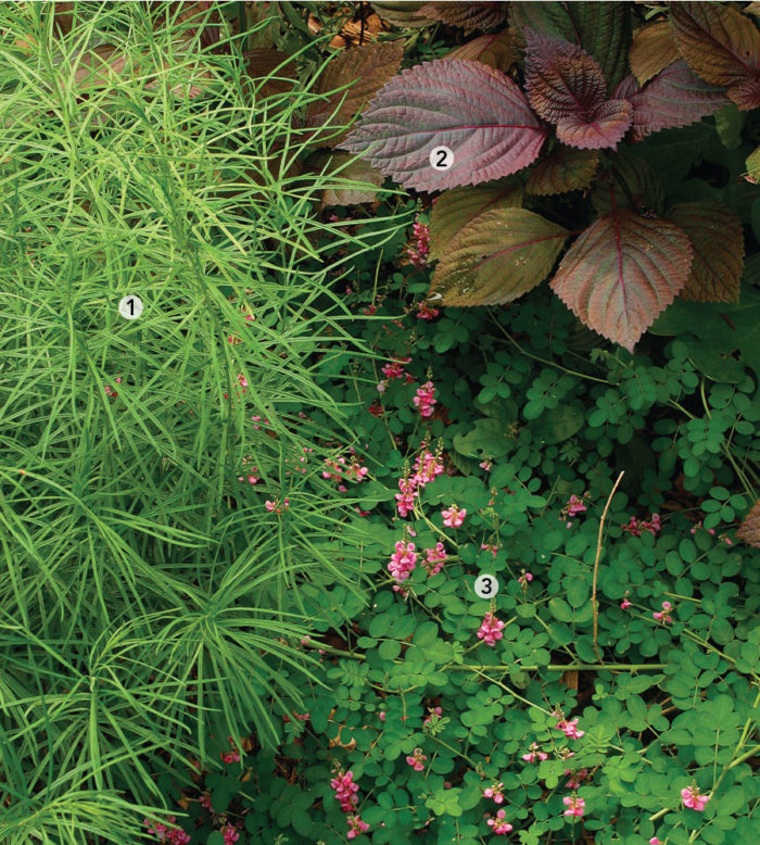 10 Combinations for Shade - Fine Gardening