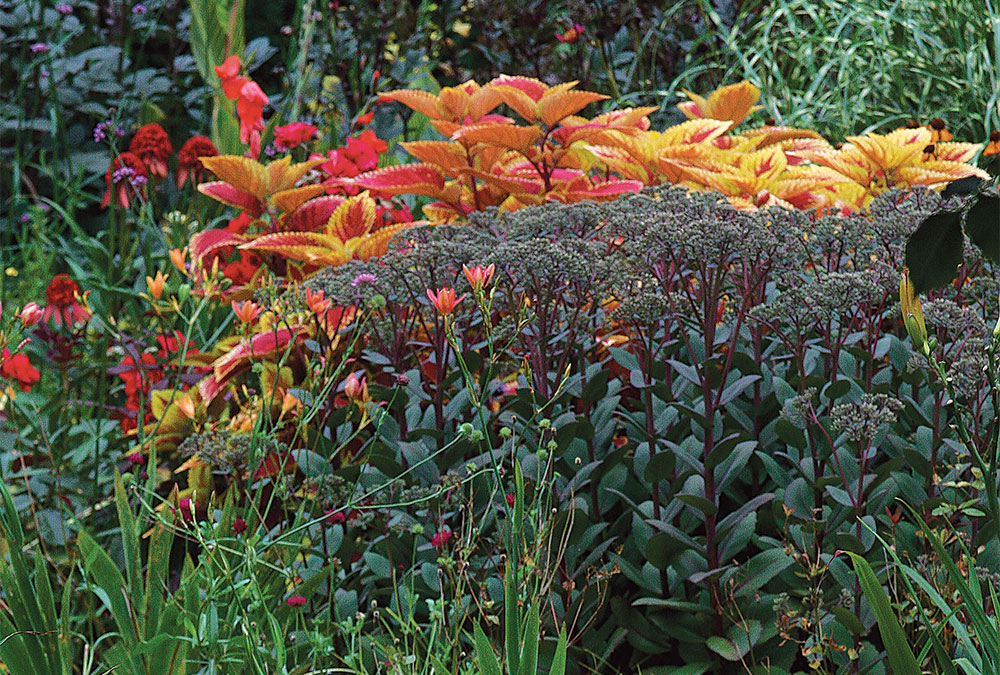 Simplify Your Color Scheme - Fine Gardening