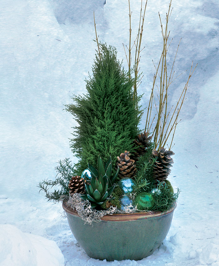6 Winter Container Ideas - Fine Gardening