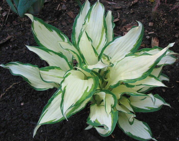 10 of Our Favorite Showstopping Hosta Varieties - Fine Gardening