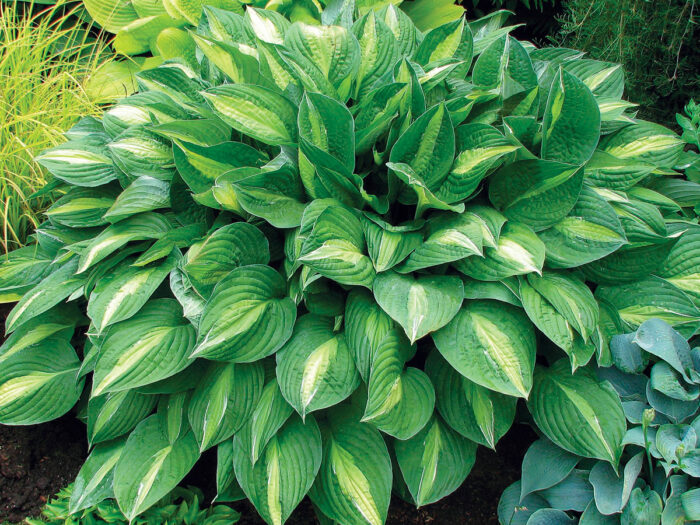 10 of Our Favorite Showstopping Hosta Varieties - Fine Gardening