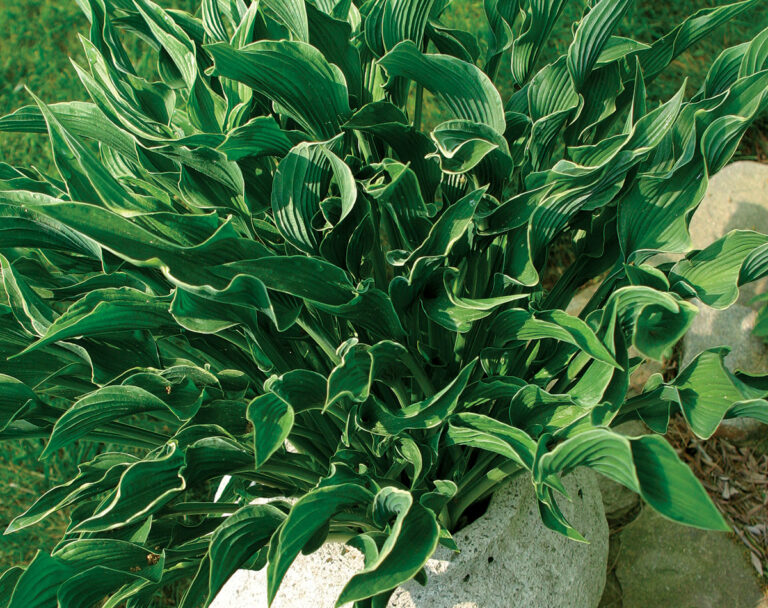 10 of Our Favorite Showstopping Hosta Varieties - Fine Gardening