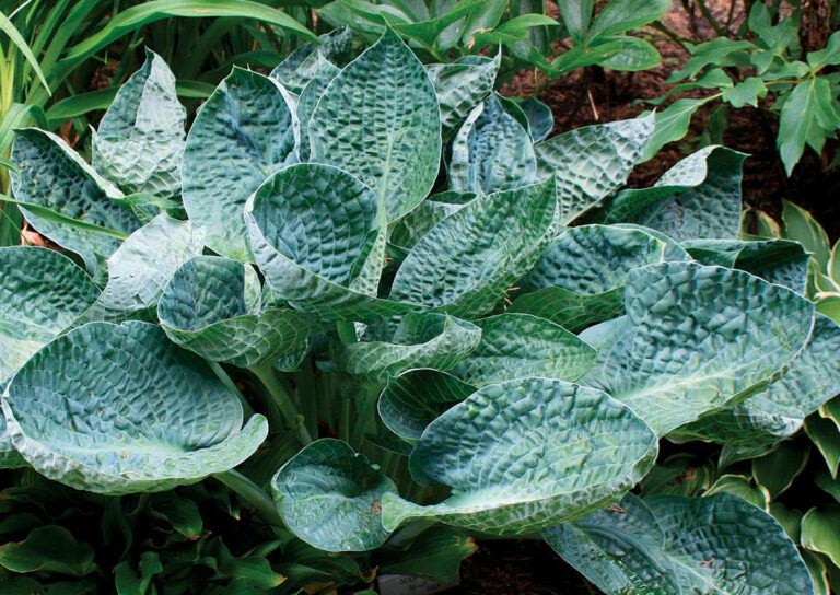 10 of Our Favorite Showstopping Hosta Varieties - Fine Gardening