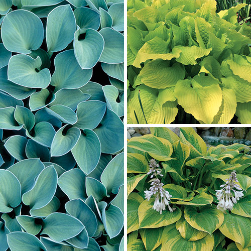 10 of Our Favorite Showstopping Hosta Varieties - Fine Gardening