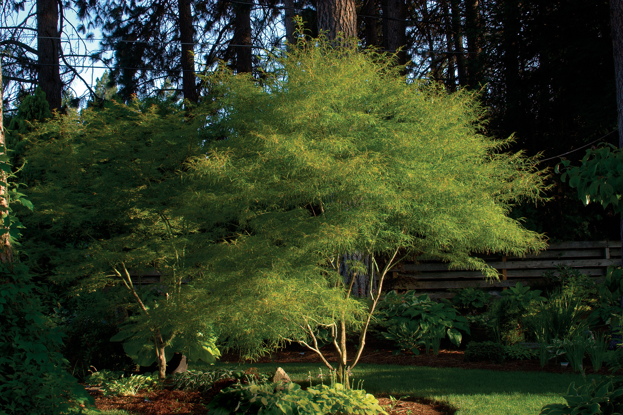 Enchanting Japanese Maples - Fine Gardening