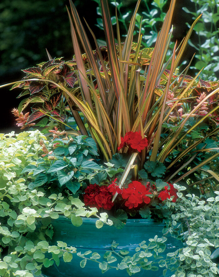The Secret to Great Garden Containers: Thrillers, Fillers, and Spillers ...