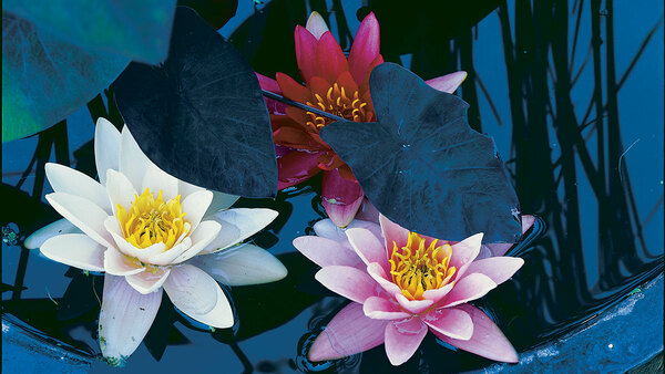 Waterworks Ideas for the Garden - Fine Gardening