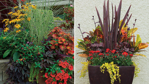 Over-the-Top Tropical Container Ideas - Fine Gardening