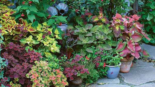 How to Stage a Container Plant Display - FineGardening