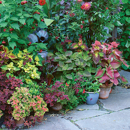 How-to Create Container Groupings - Fine Gardening