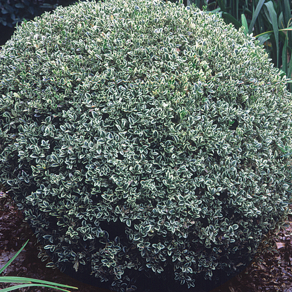 Design a Border With Strong Plant Shapes - Fine Gardening