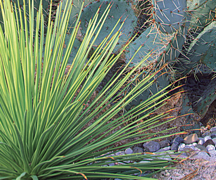 Design a Border With Strong Plant Shapes - Fine Gardening