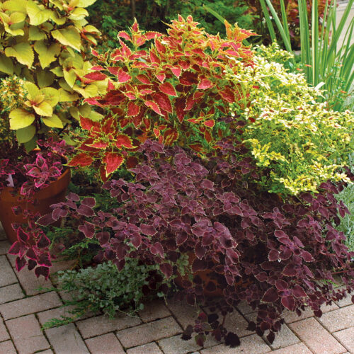 All About Growing Coleus - FineGardening