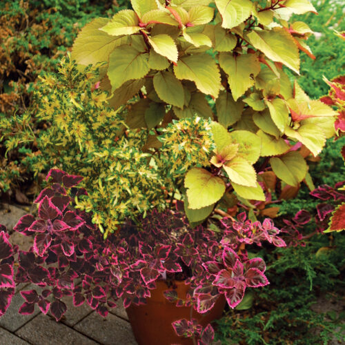 All About Growing Coleus - Fine Gardening