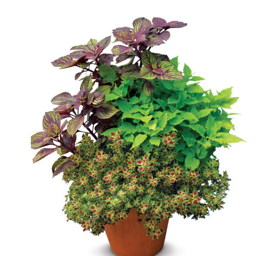 All About Growing Coleus - Fine Gardening