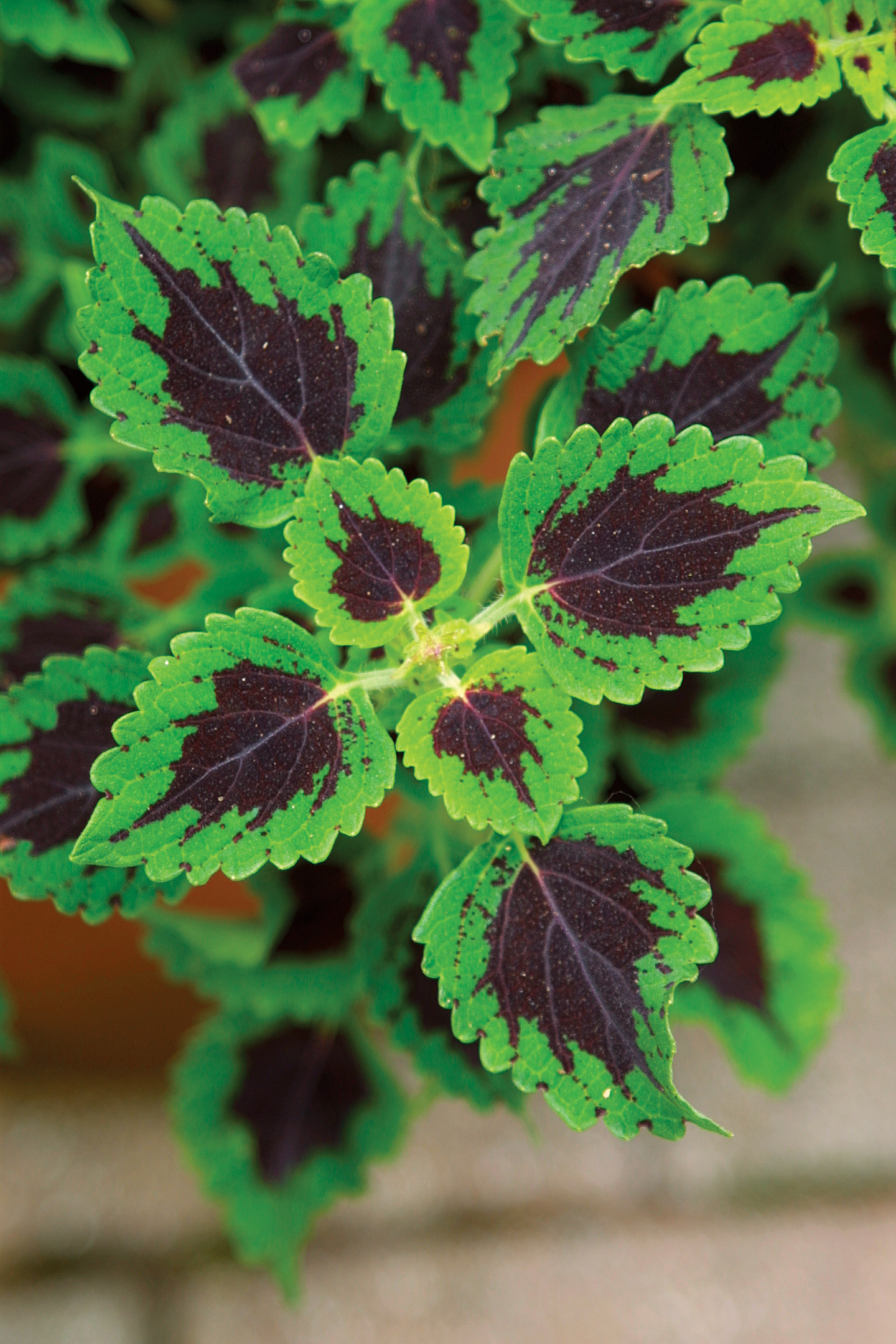 All About Growing Coleus - Fine Gardening