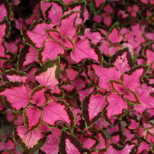 All About Growing Coleus - Fine Gardening