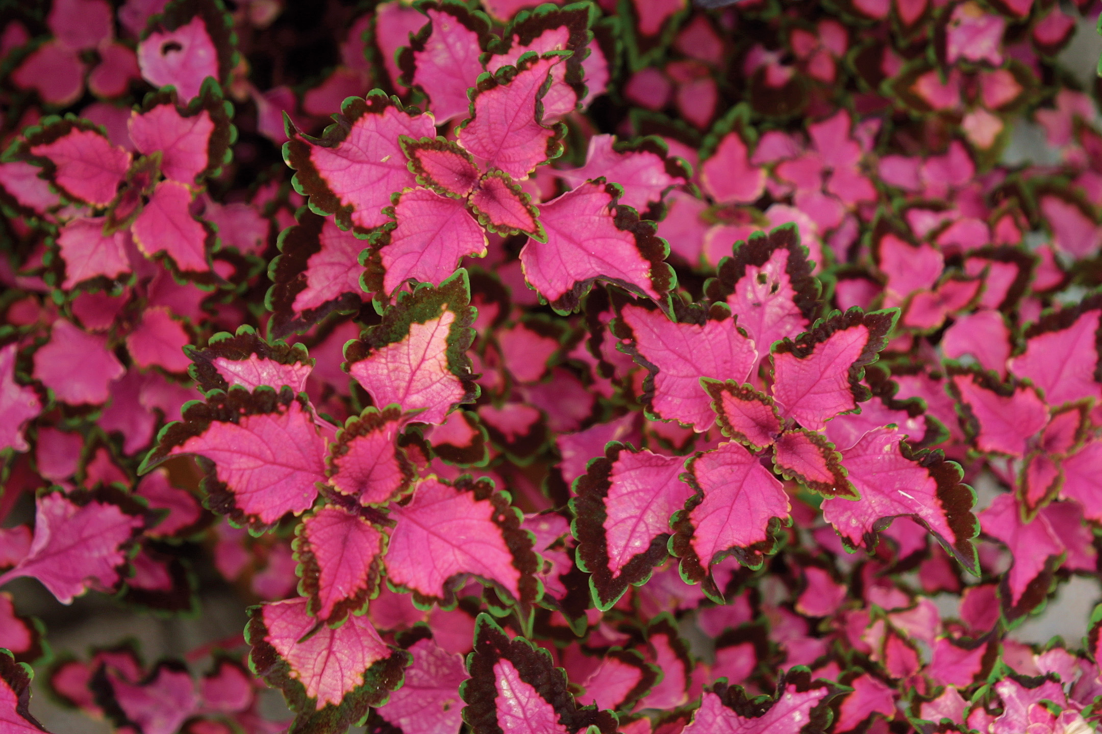 All About Growing Coleus - Fine Gardening