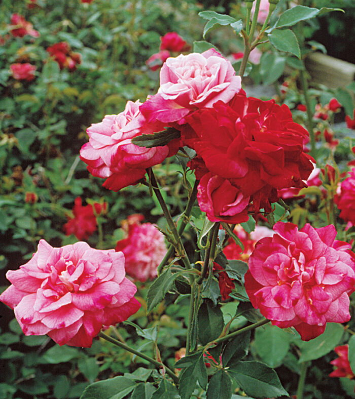 28 Antique Roses for Specimens, Hedges, Containers, and Climbers - Fine ...