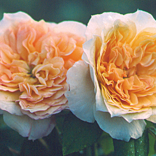 28 Antique Roses for Specimens, Hedges, Containers, and Climbers - Fine ...