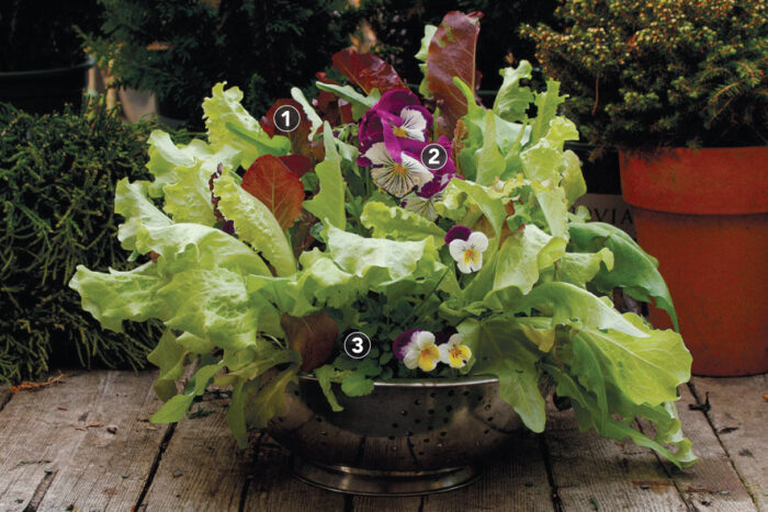 Spring Containers for Every Style - Fine Gardening