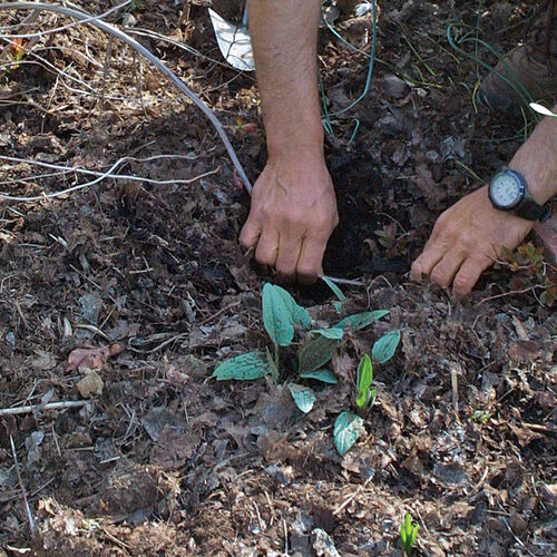 How to Easily Make More Shrubs - Fine Gardening
