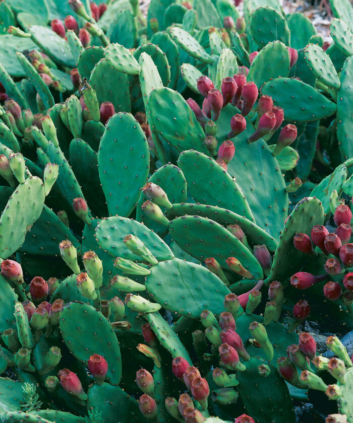 Plants That Are Fuzzy, Prickly and Tickly to Touch - Fine Gardening