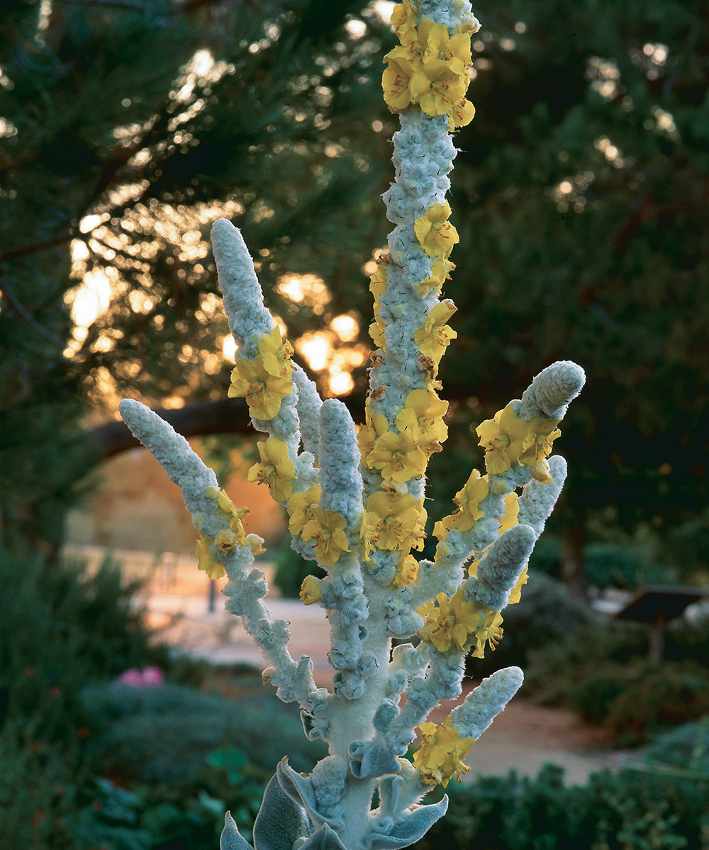 Plants That Are Fuzzy, Prickly and Tickly to Touch - Fine Gardening