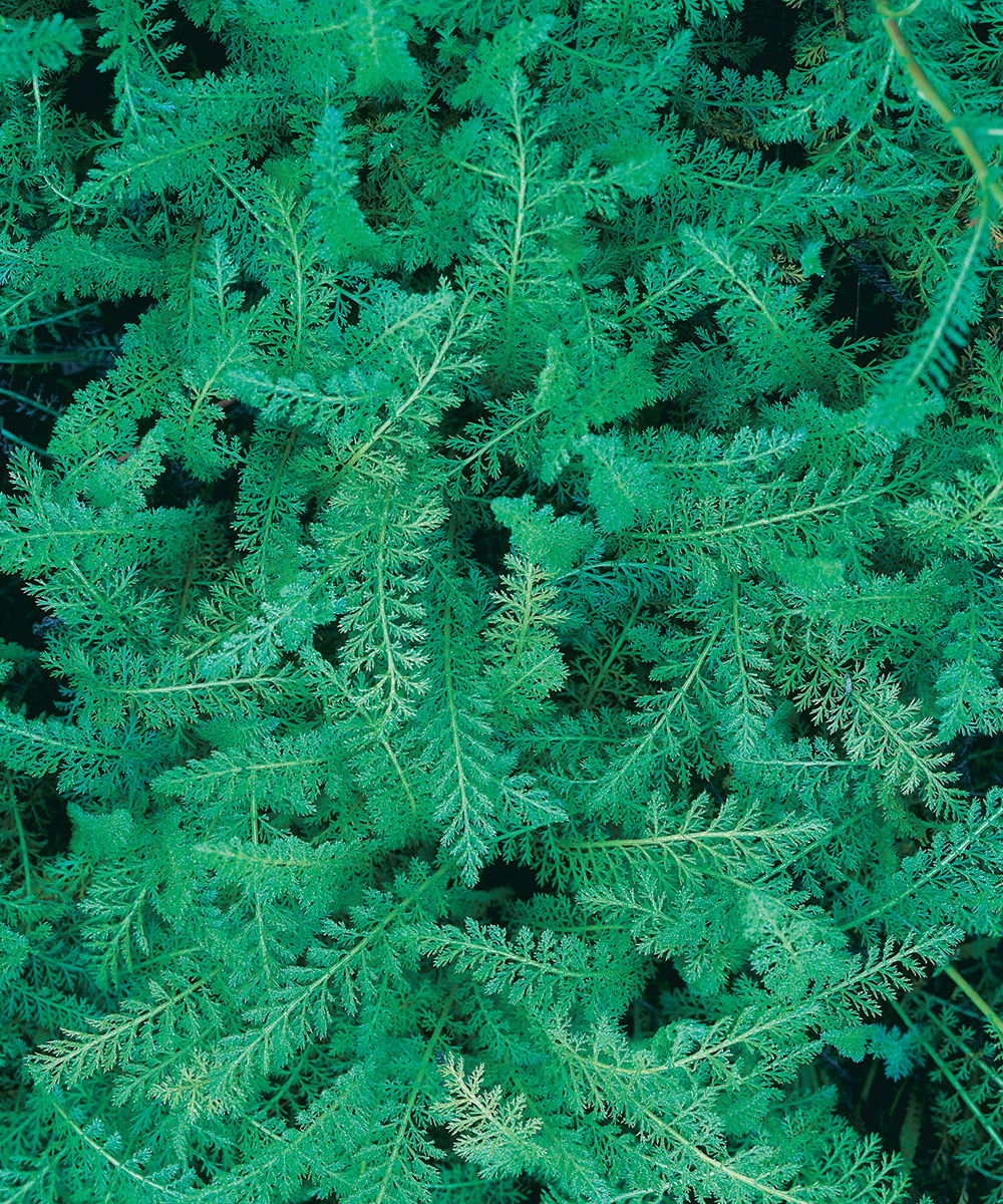 Plants That Are Fuzzy, Prickly and Tickly to Touch - Fine Gardening