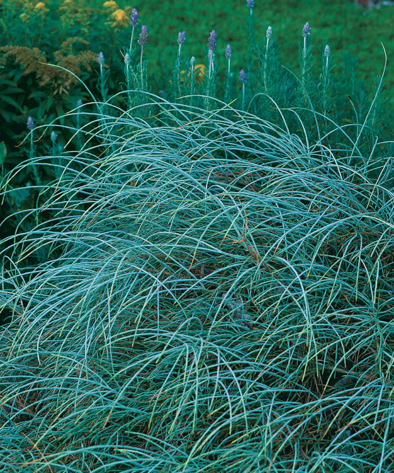 Plants That Are Fuzzy, Prickly and Tickly to Touch - Fine Gardening