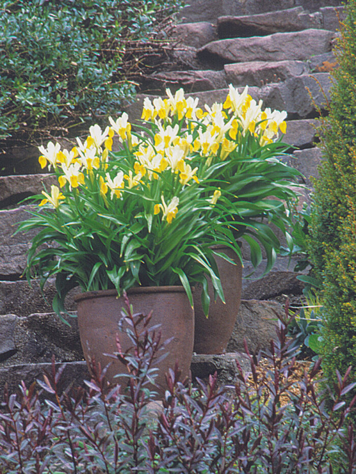 Planting Spring-Blooming Bulbs in Containers - Fine Gardening