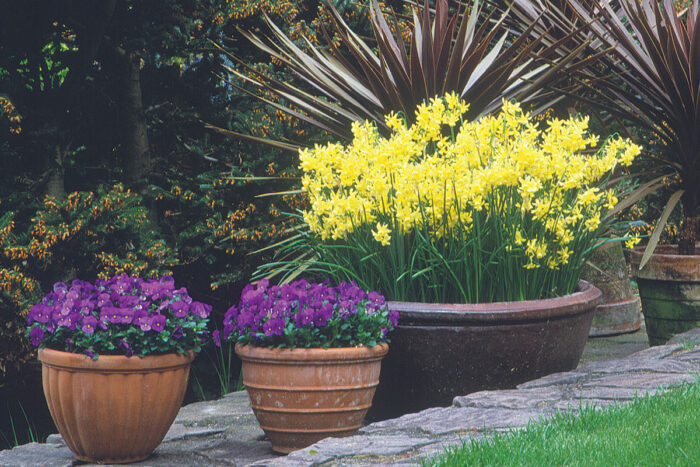 Planting Spring-Blooming Bulbs in Containers - Fine Gardening