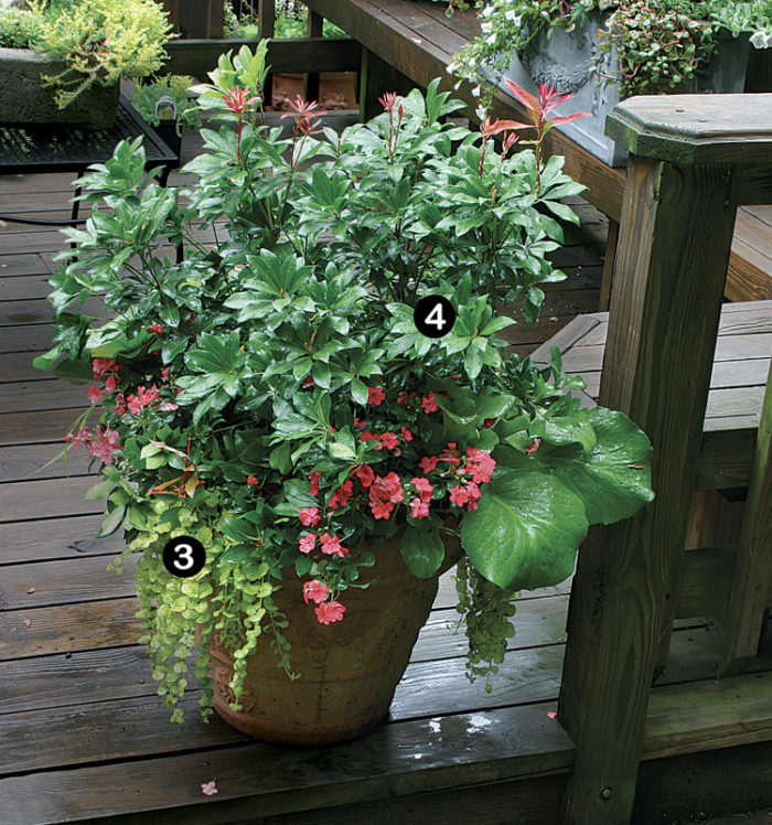 10 Plants for Year-Round Containers - Fine Gardening