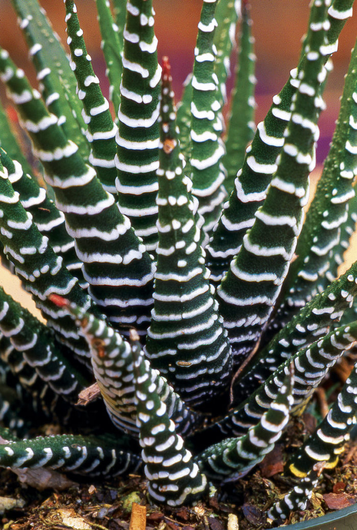 10 Outstanding Succulents - Fine Gardening