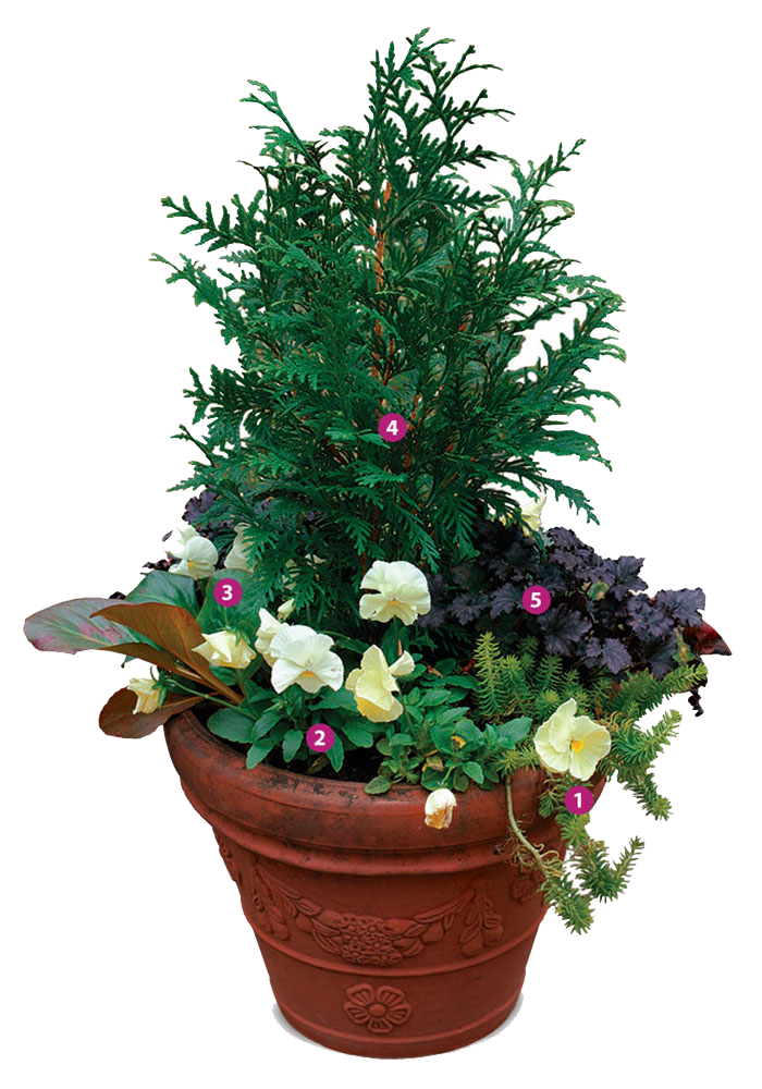 Four Container Planting Ideas for Autumn - FineGardening