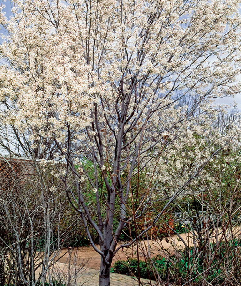 Trees for Tight Spaces - FineGardening