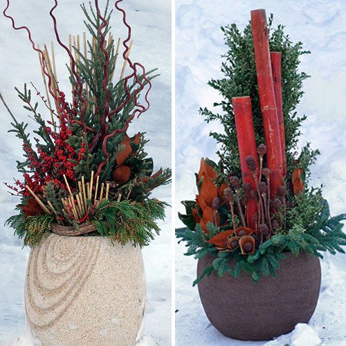 6 Winter Container Ideas - Fine Gardening