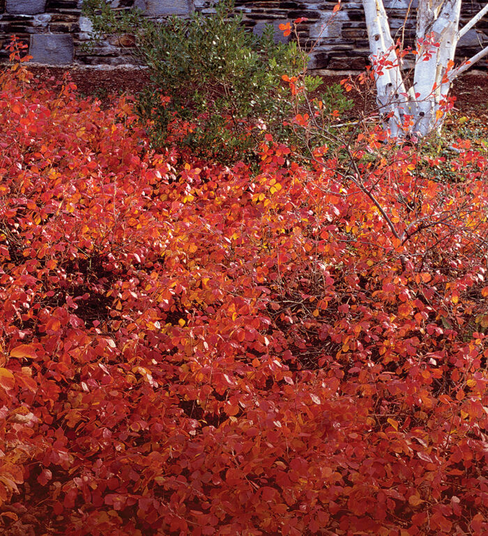 Showy Shrubs for Fall - Fine Gardening