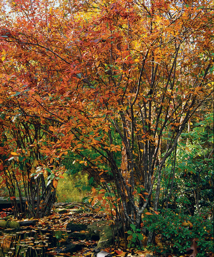 Showy Shrubs for Fall - Fine Gardening