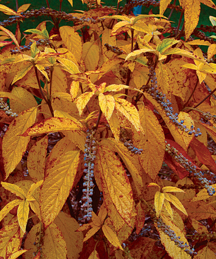 Showy Shrubs for Fall - Fine Gardening