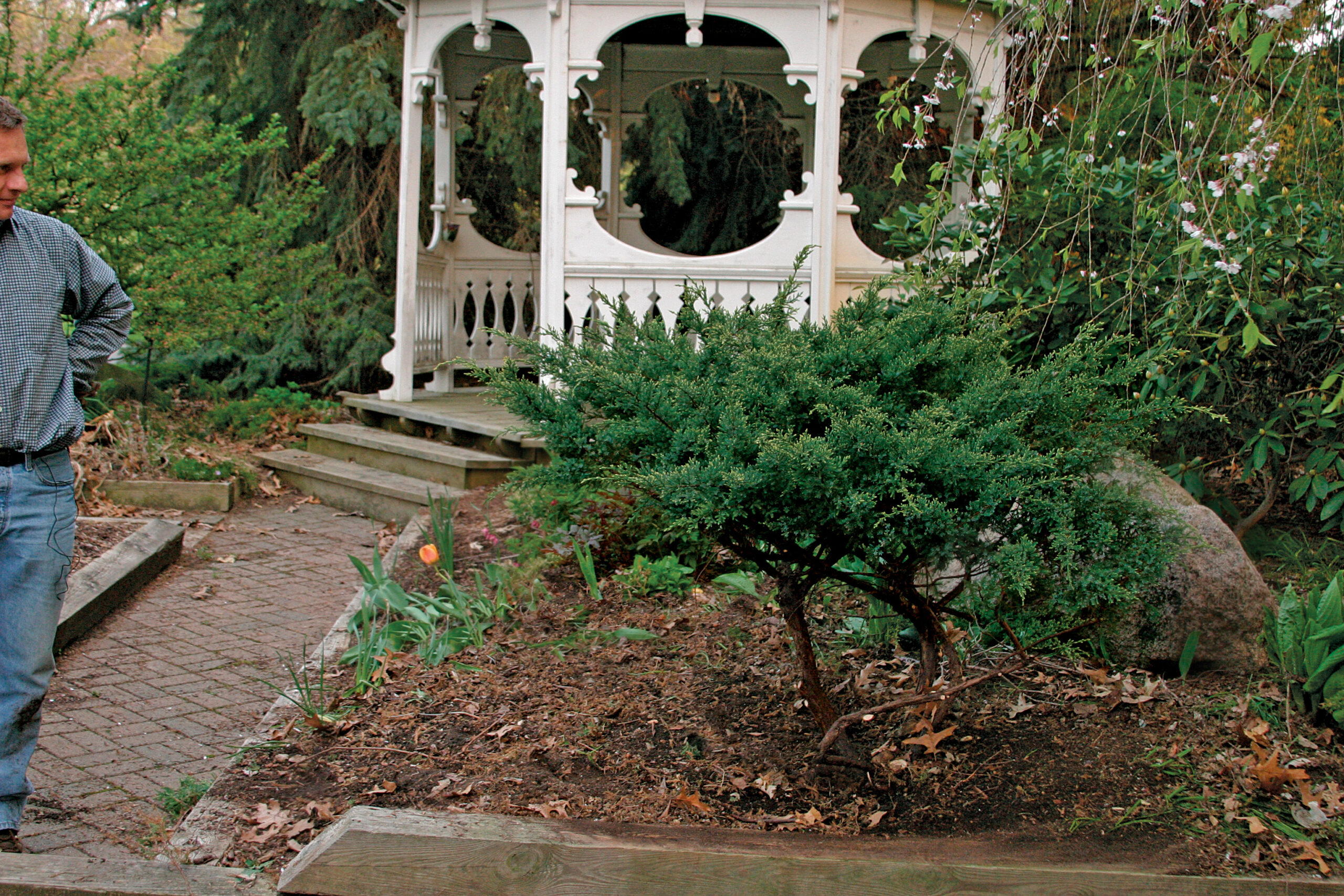 How to Prune Conifers - Fine Gardening