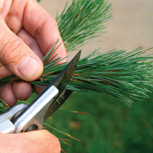 How to Prune Conifers - Fine Gardening