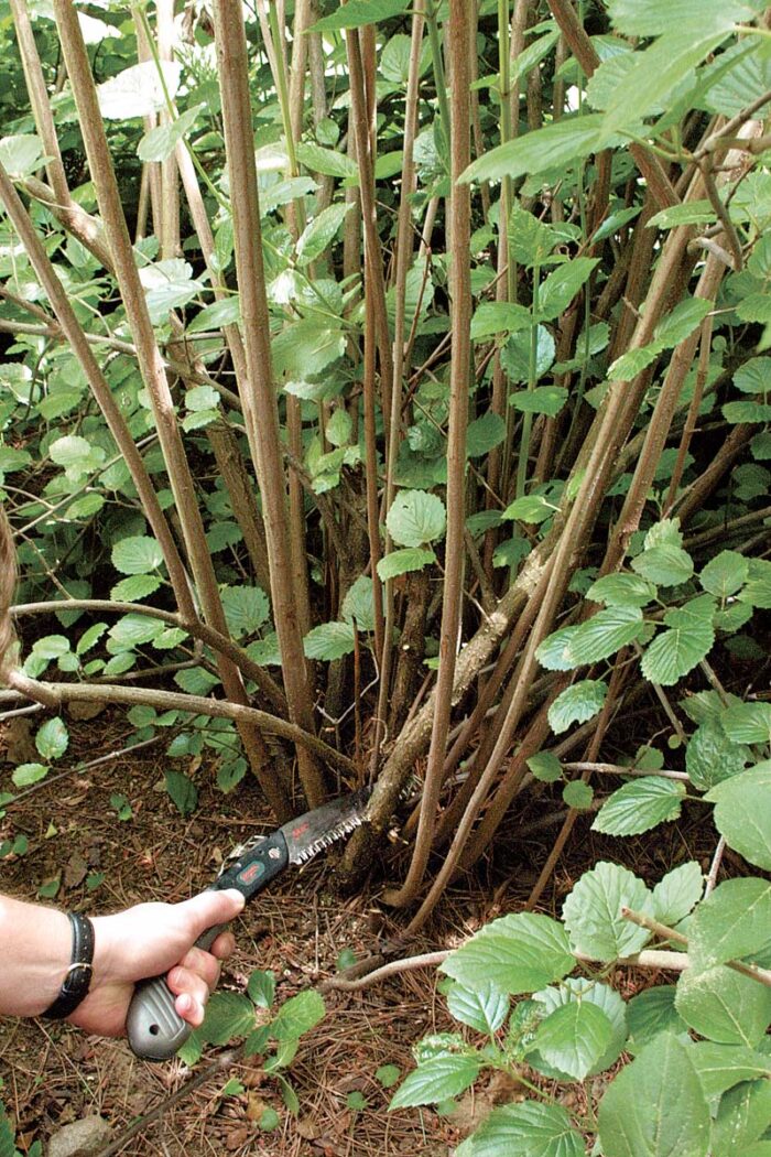 Maintenance Pruning Keeps Plants Healthy - Fine Gardening