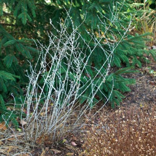 Pruning Lavender, Sage and Other Subshrubs